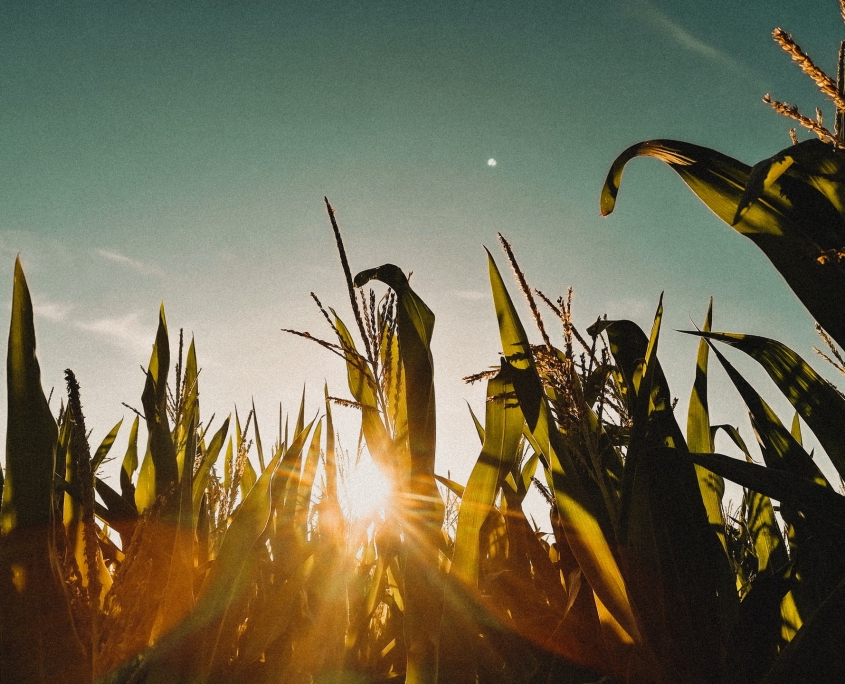 Support ASPB | American Society of Plant Biologists